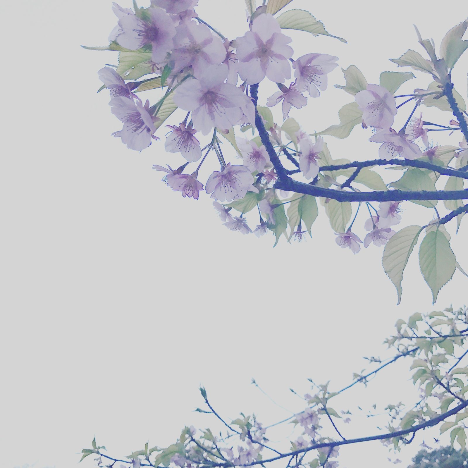 HOW TO HANAMI WITH KIDS – The Tokyo Chapter