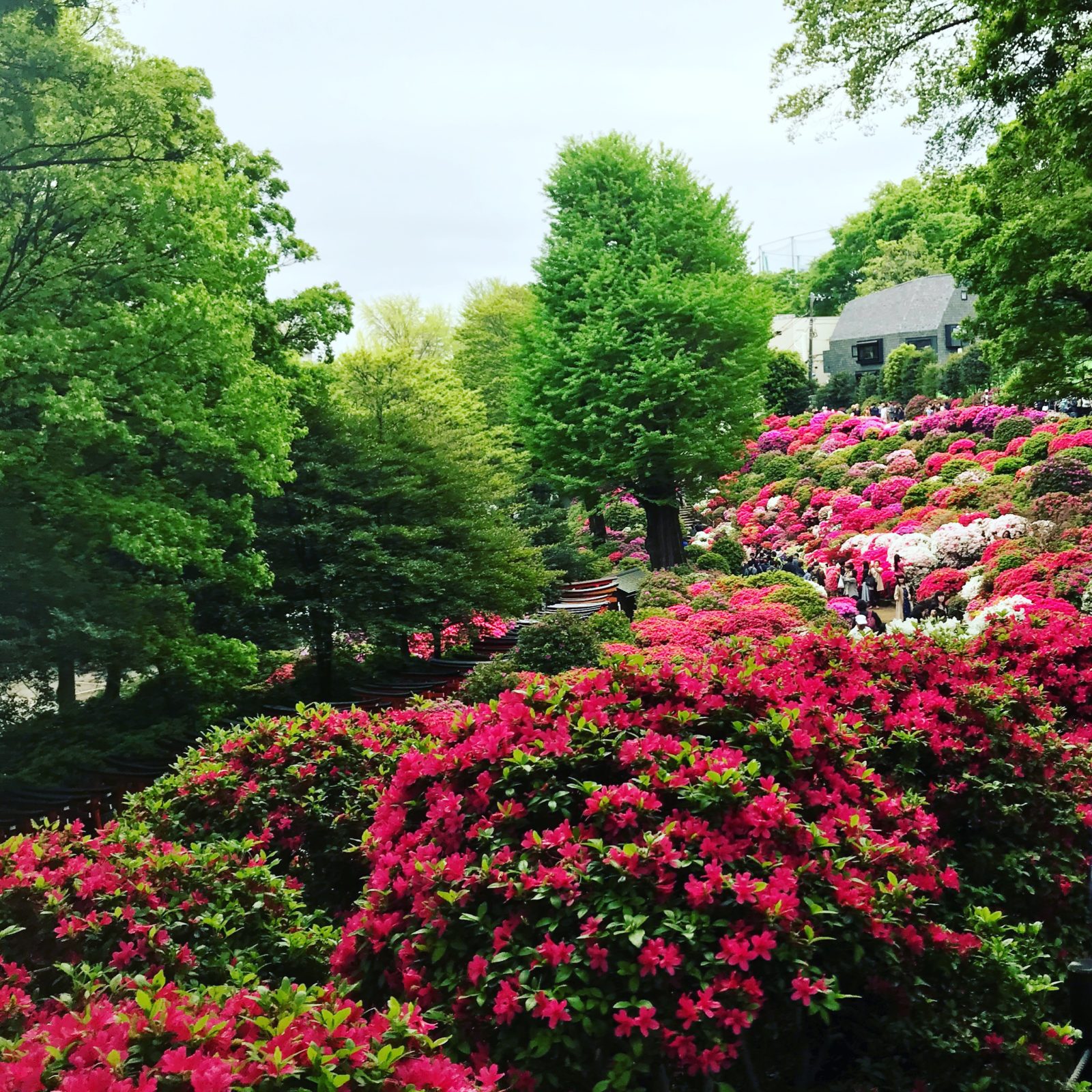 NEZU SHRINE – The Tokyo Chapter