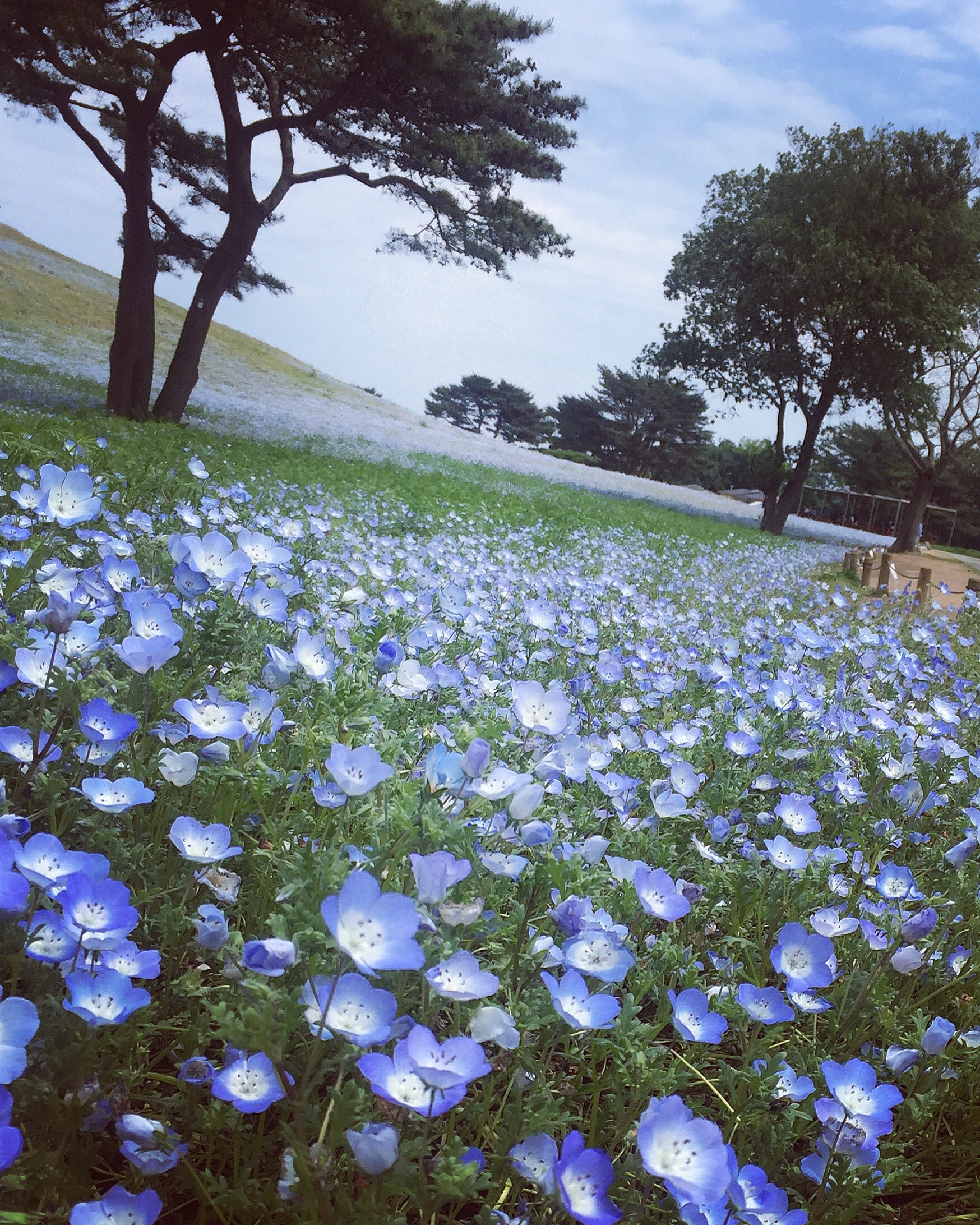 HITACHI SEASIDE PARK (FOR SPRING & AUTUMN) – The Tokyo Chapter