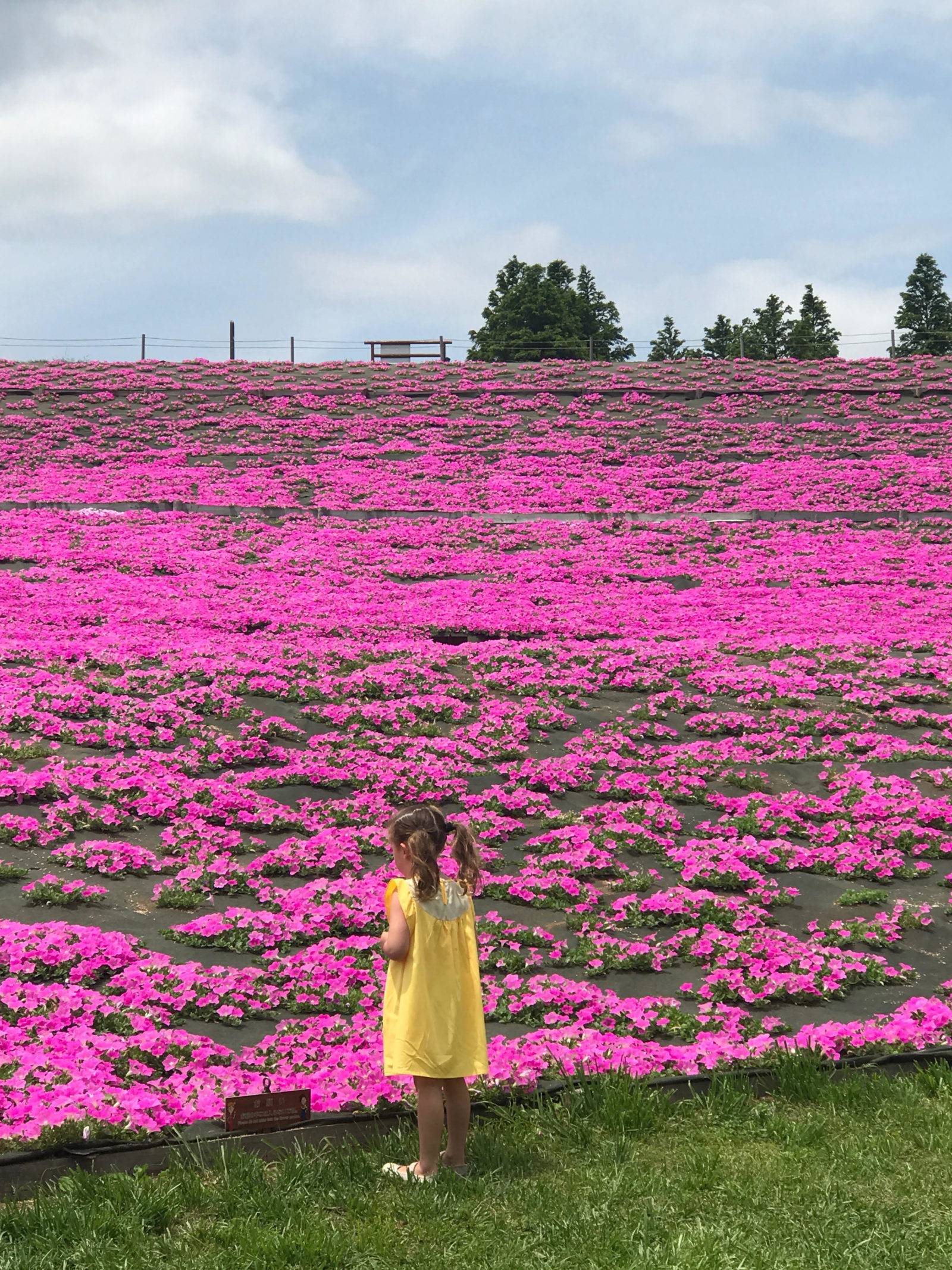 MOTHER FARM IN CHIBA – The Tokyo Chapter