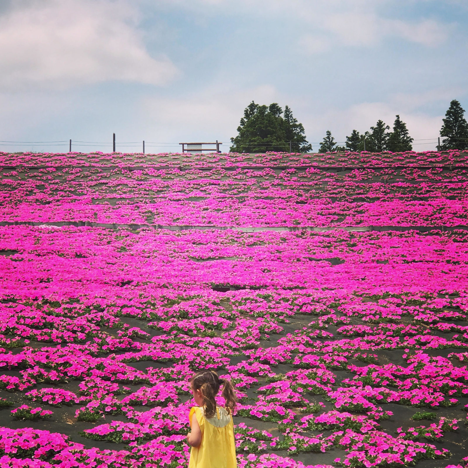 MOTHER FARM IN CHIBA – The Tokyo Chapter