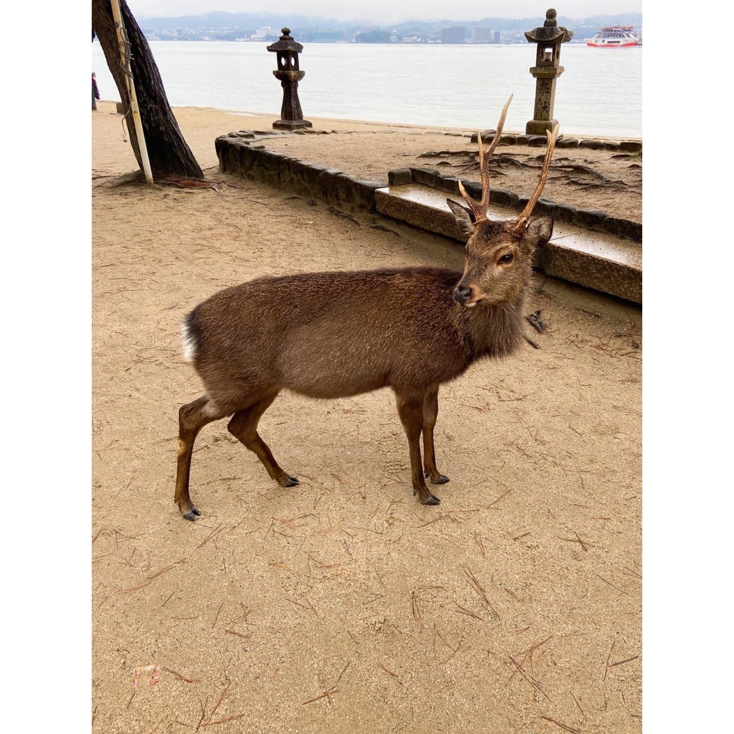 MIYAJIMA ISLAND WITH KIDS – The Tokyo Chapter