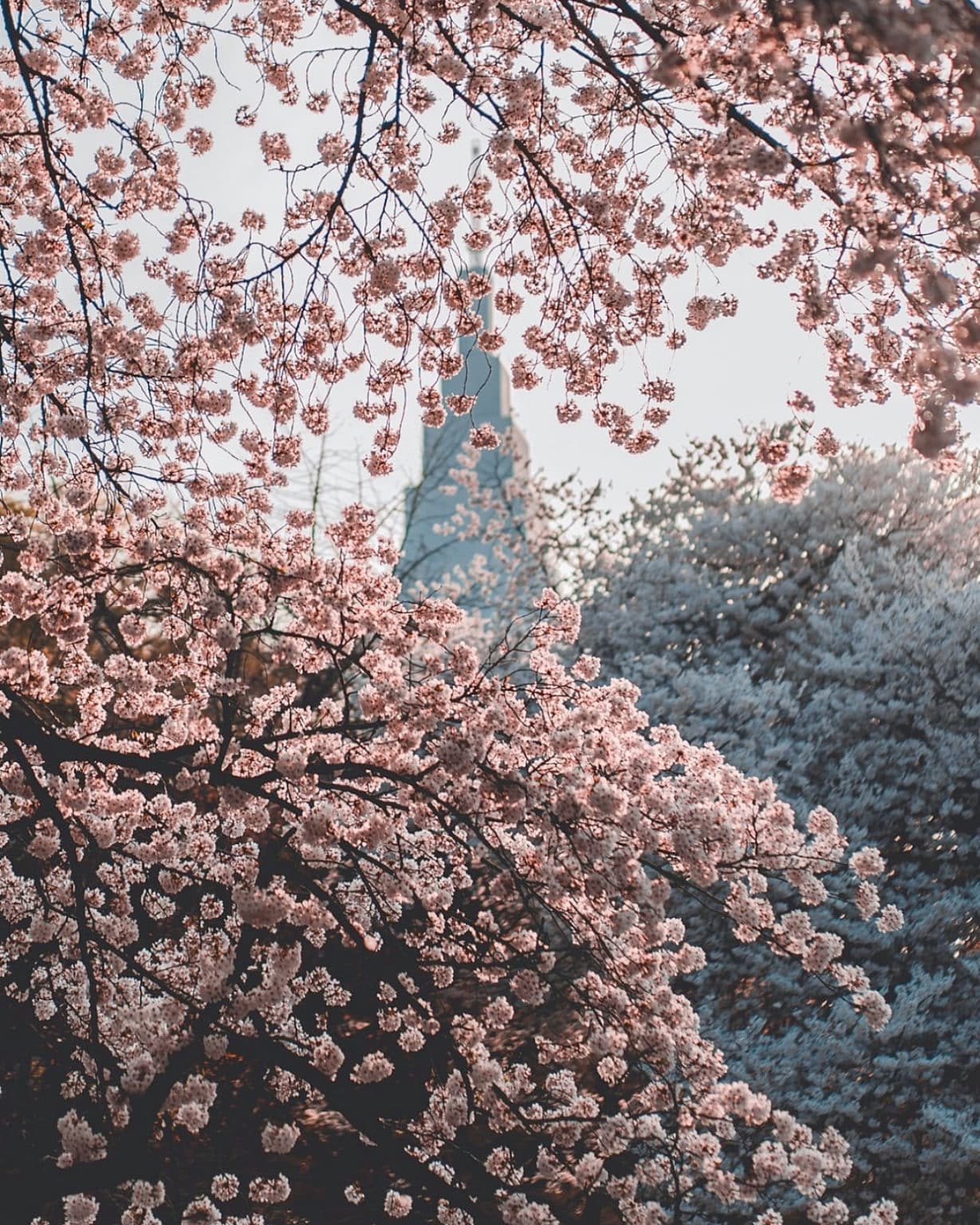 SHINJUKU WITH KIDS – The Tokyo Chapter